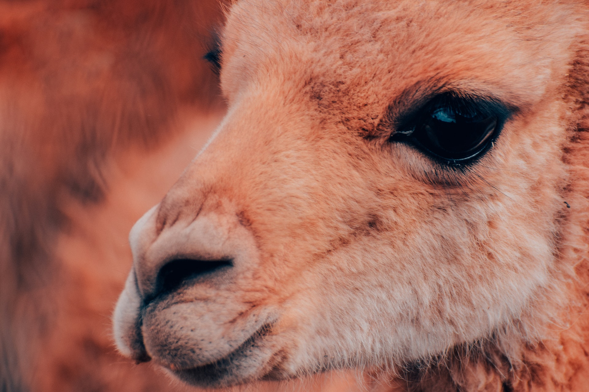 Contact - Llama Expeditions